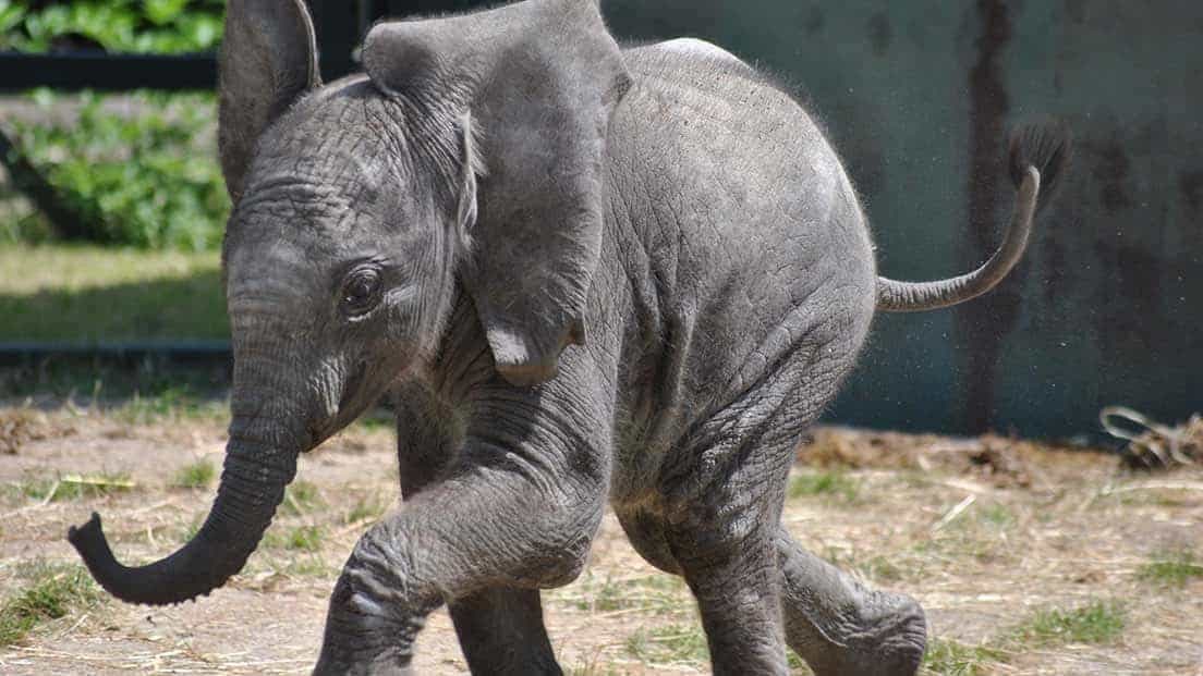 Howletts Wild Animal Park