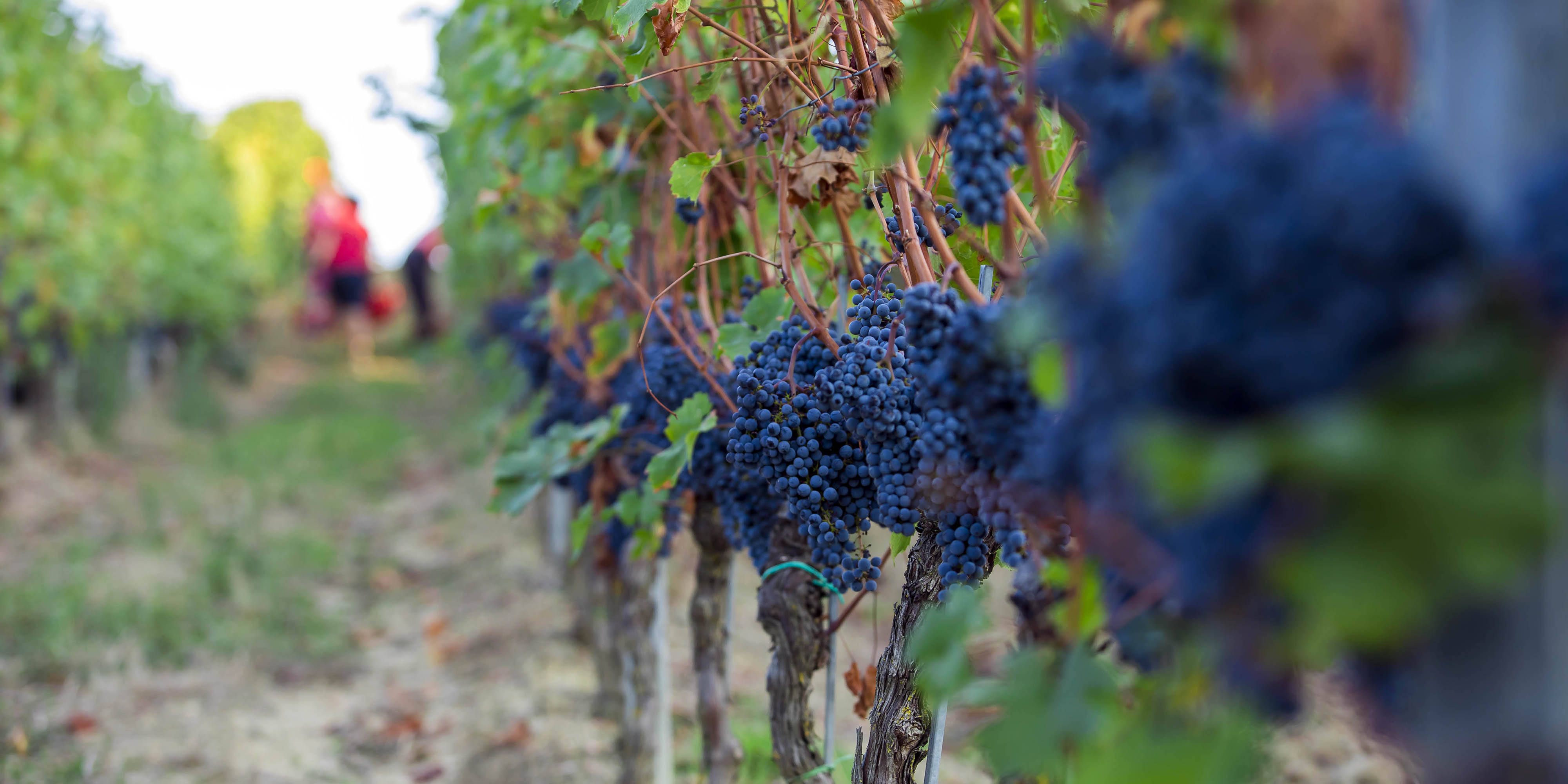The Villa Saletta Estate Wines At Hand Picked Hotels