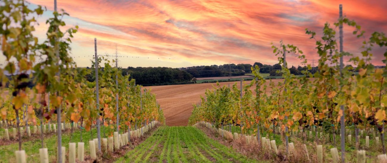 Penn Croft Vineyard Experience | Audleys Wood Hotel